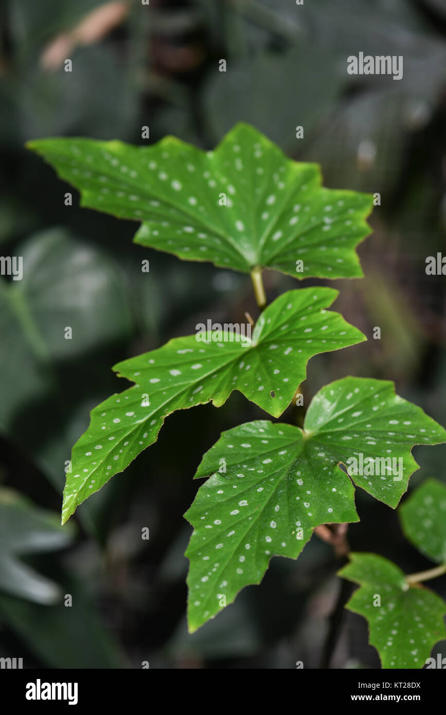 Toothed leaf hi-res stock photography and images - Alamy
