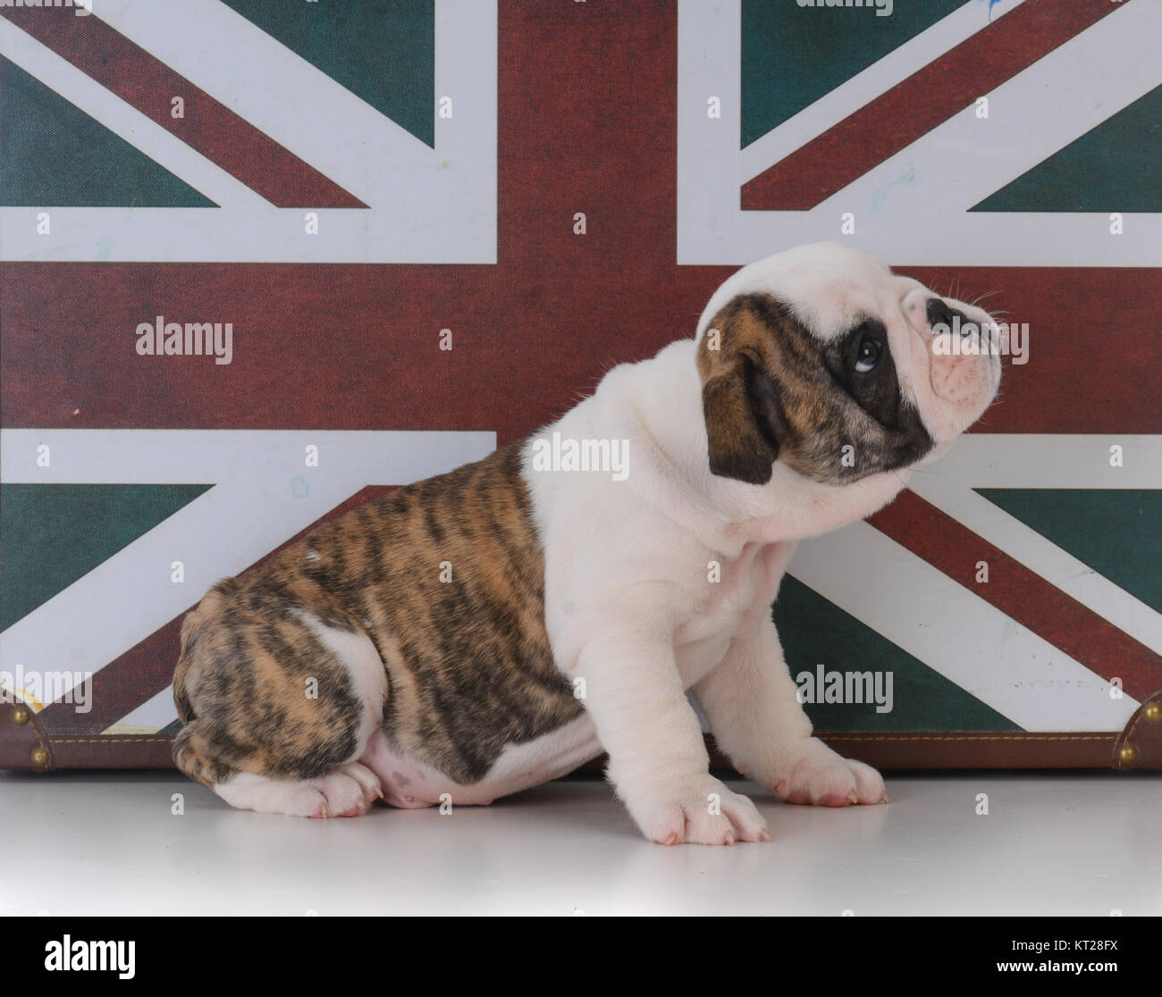 bulldog puppy with union jack behind him Stock Photo - Alamy