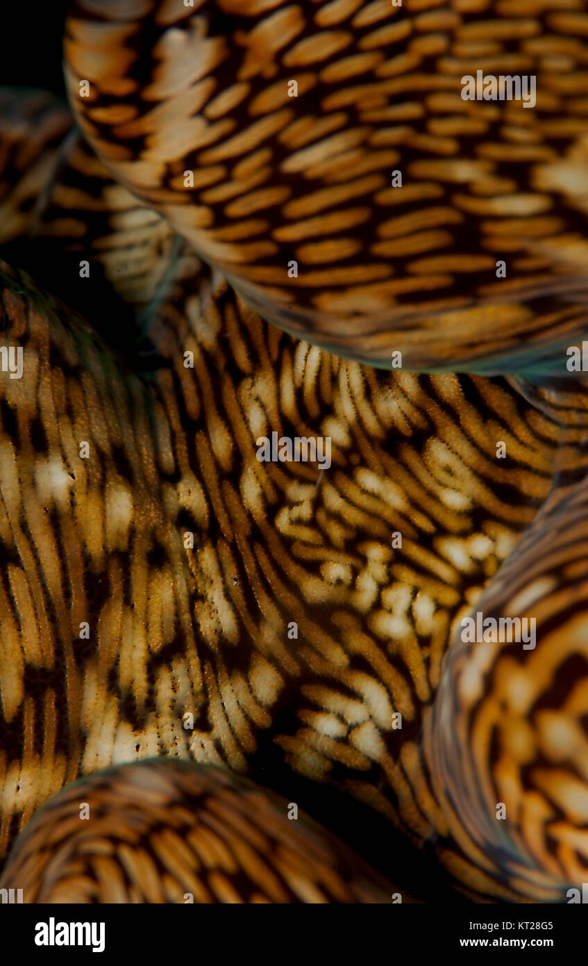 COLORFUL UNDERWATER SEA PATTERNS Stock Photo - Alamy