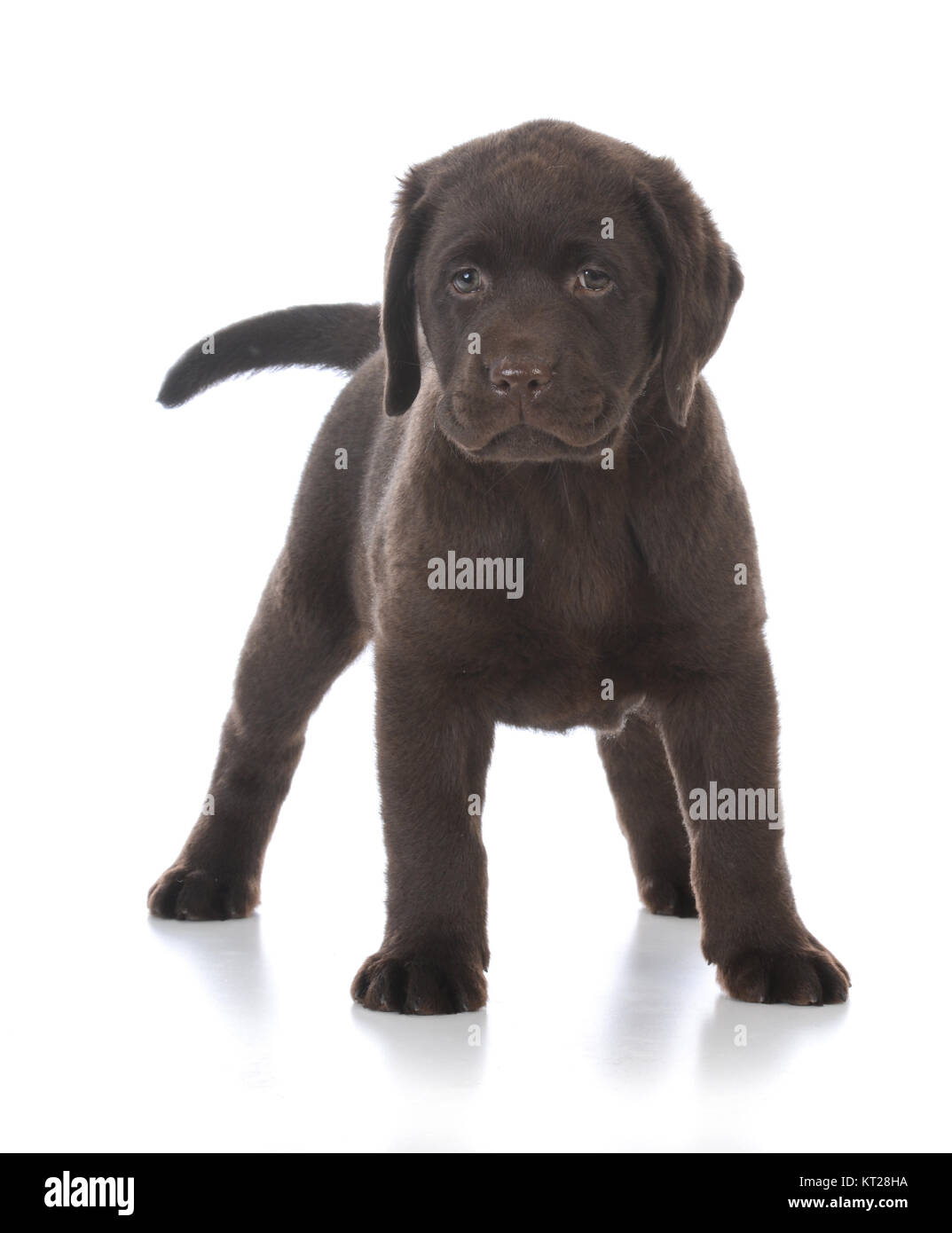 female chocolate labrador retriever puppy standing on white background ...