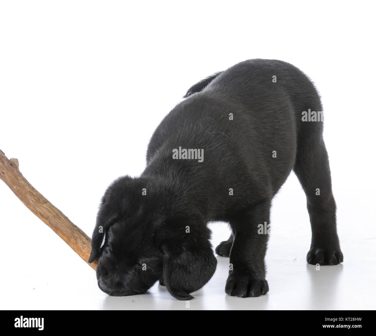 male black labrador retriever puppy with a stick on white background ...