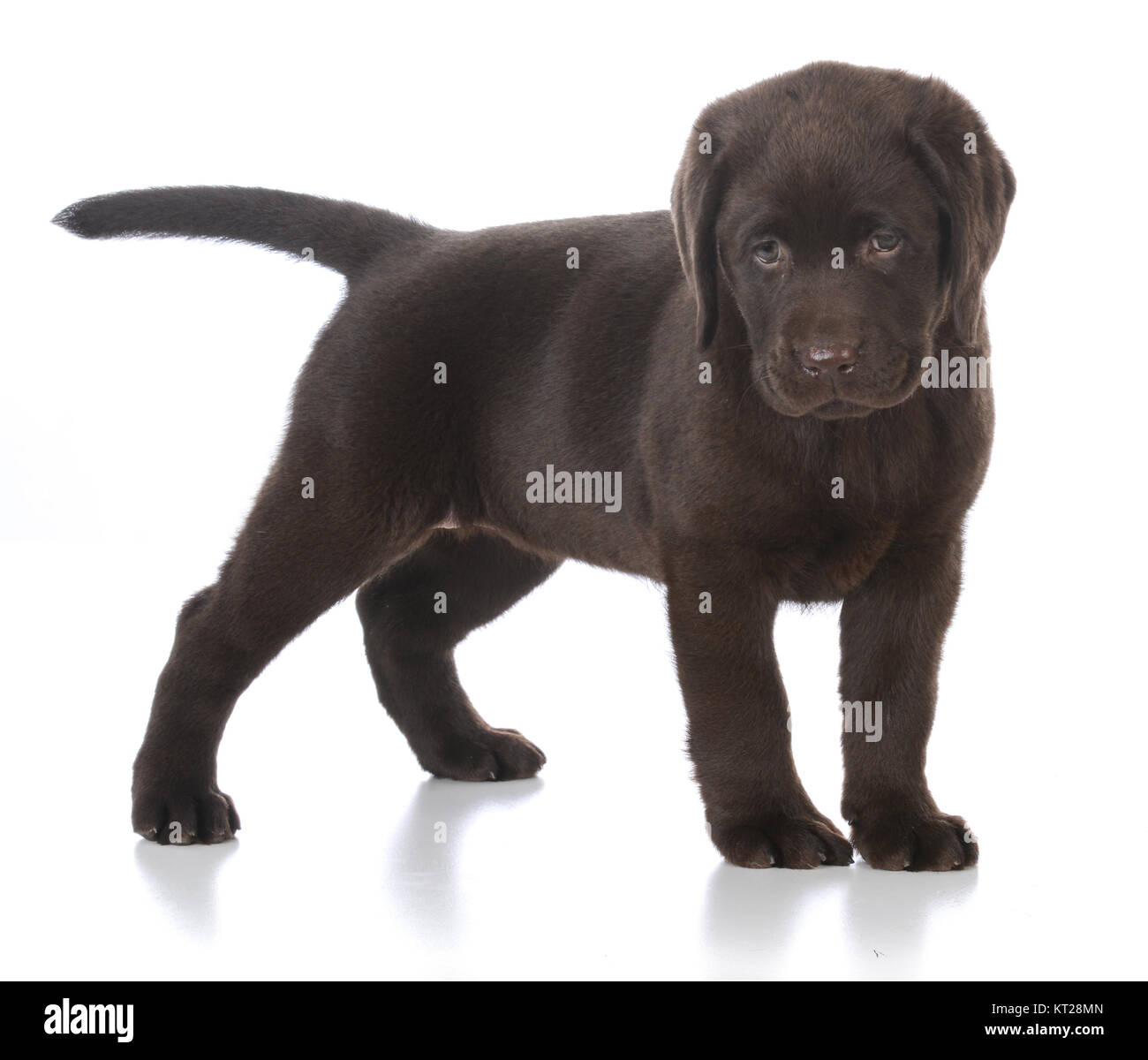 female chocolate labrador retriever puppy standing on white background ...