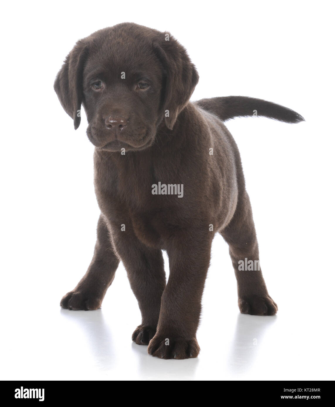 female chocolate labrador retriever puppy standing on white background ...
