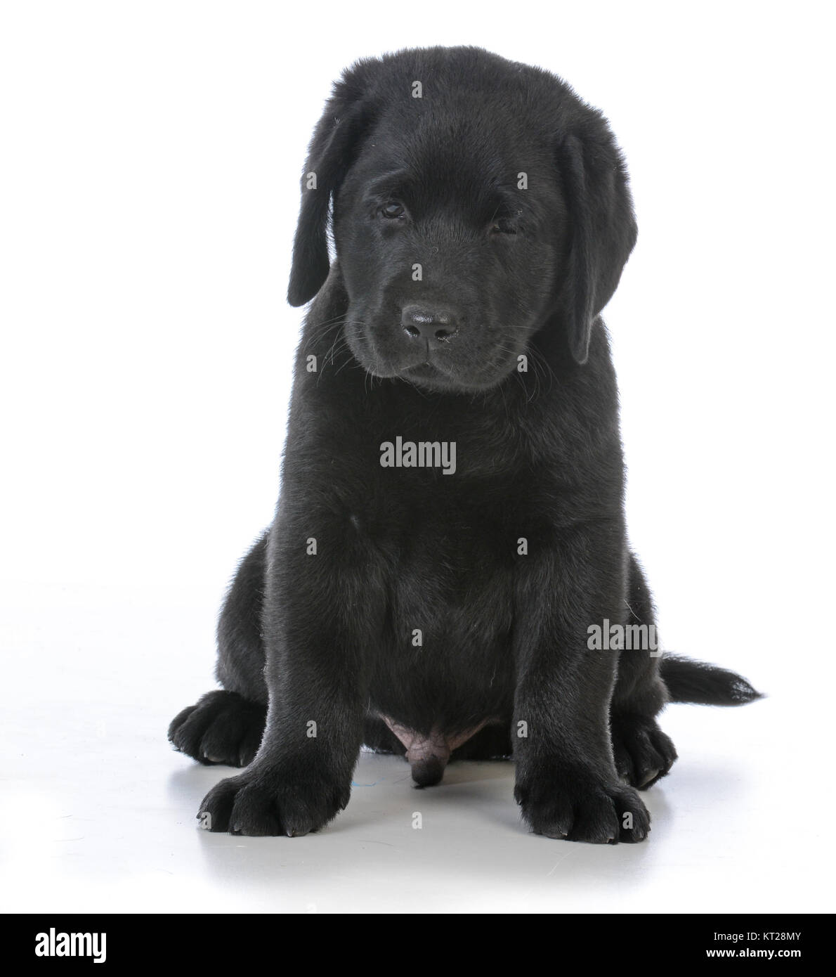 male black labrador retriever puppy sitting on white background Stock ...