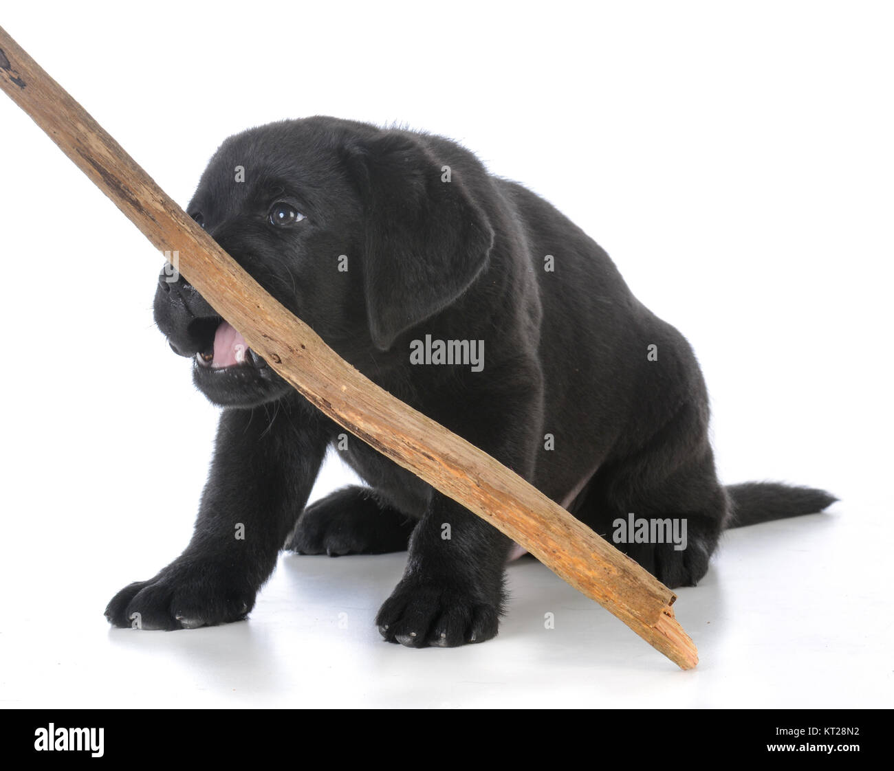 male black labrador retriever puppy with a stick on white background ...