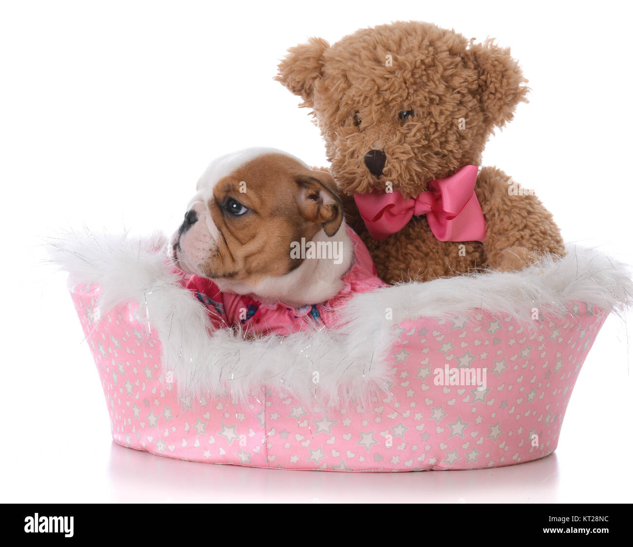 bulldog puppy tucked in bed with a teddy bear on white background Stock ...