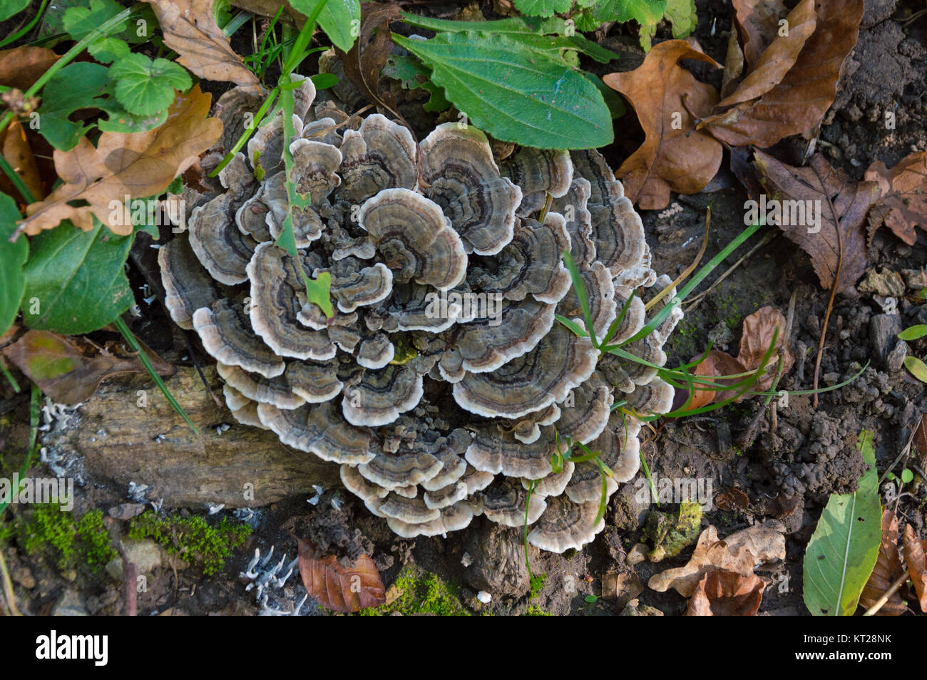 Rainbow bracket - Trametes versicolor, Coriolus versicolor, Polyporus ...