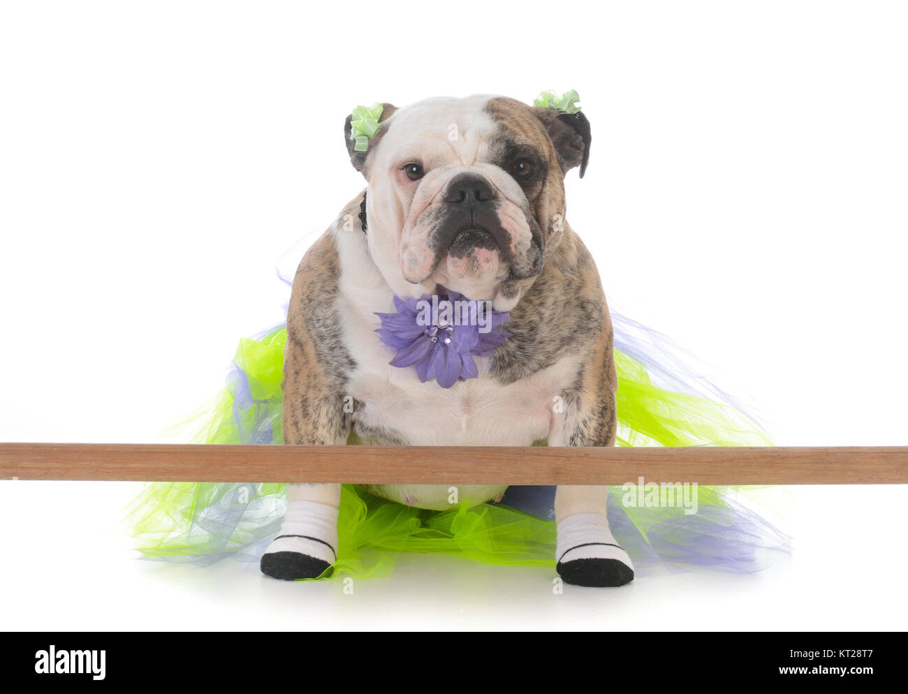 bulldog wearing tutu doing ballet at the barre on white background ...