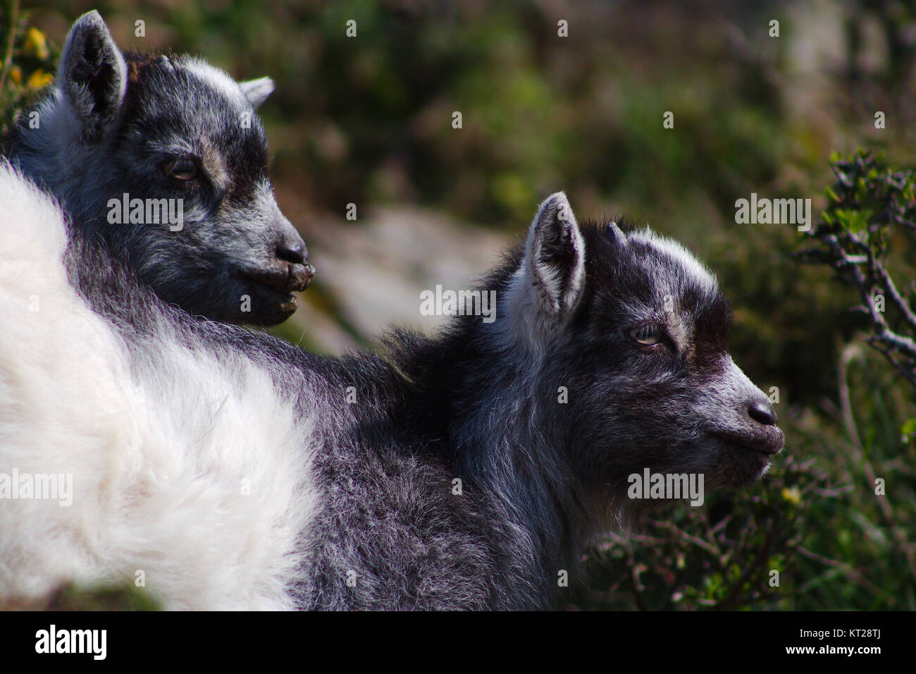 Two goat kids together resting in the spring sunshine Stock Photo - Alamy