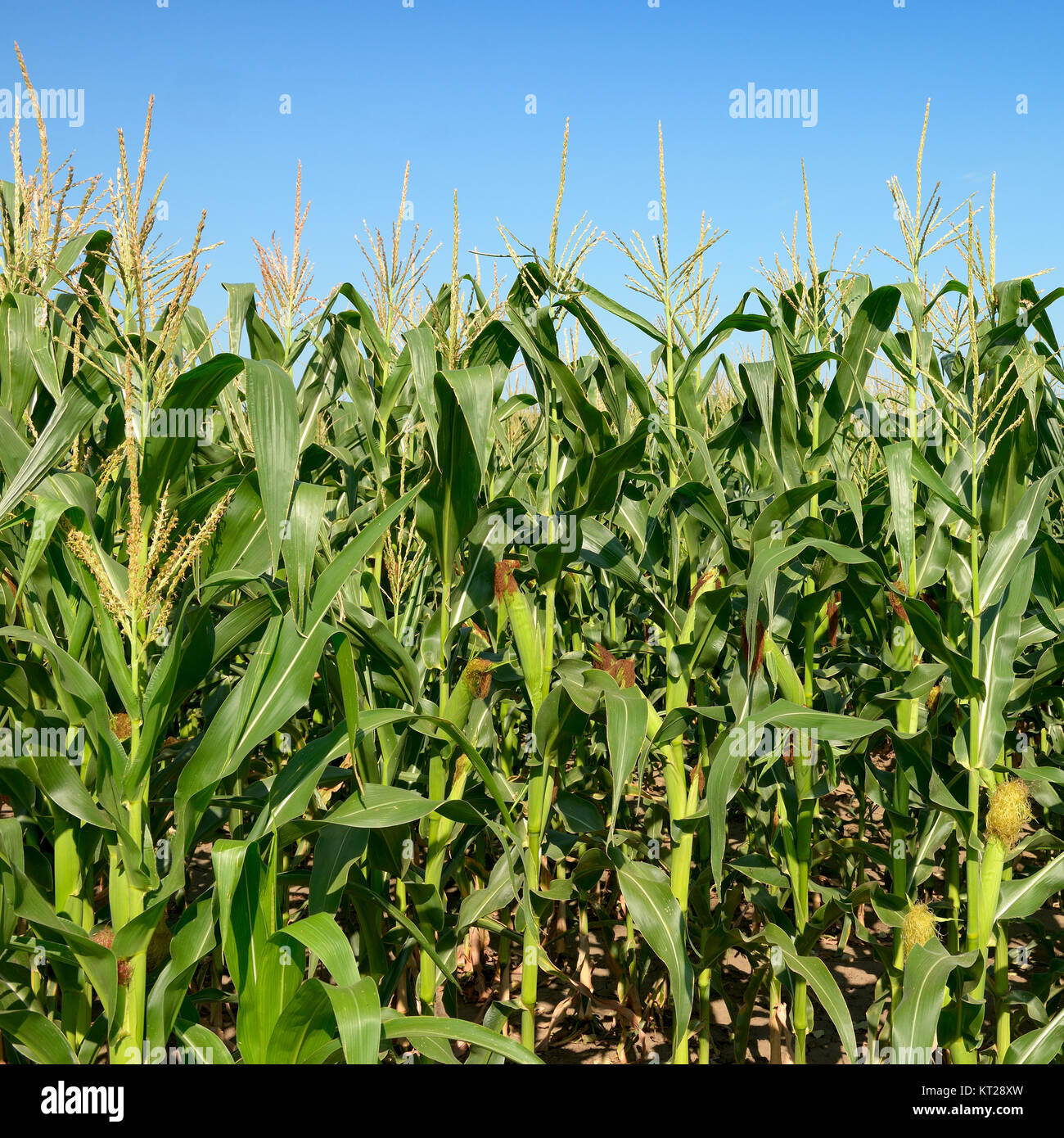 Maize stalks on the blue sky background. Cornfield Stock Photo - Alamy