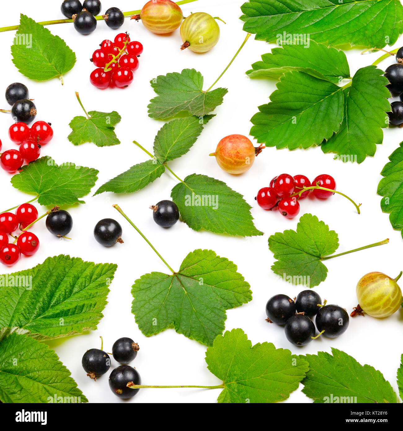 Black and red currants, gooseberries and leaves isolated on white ...