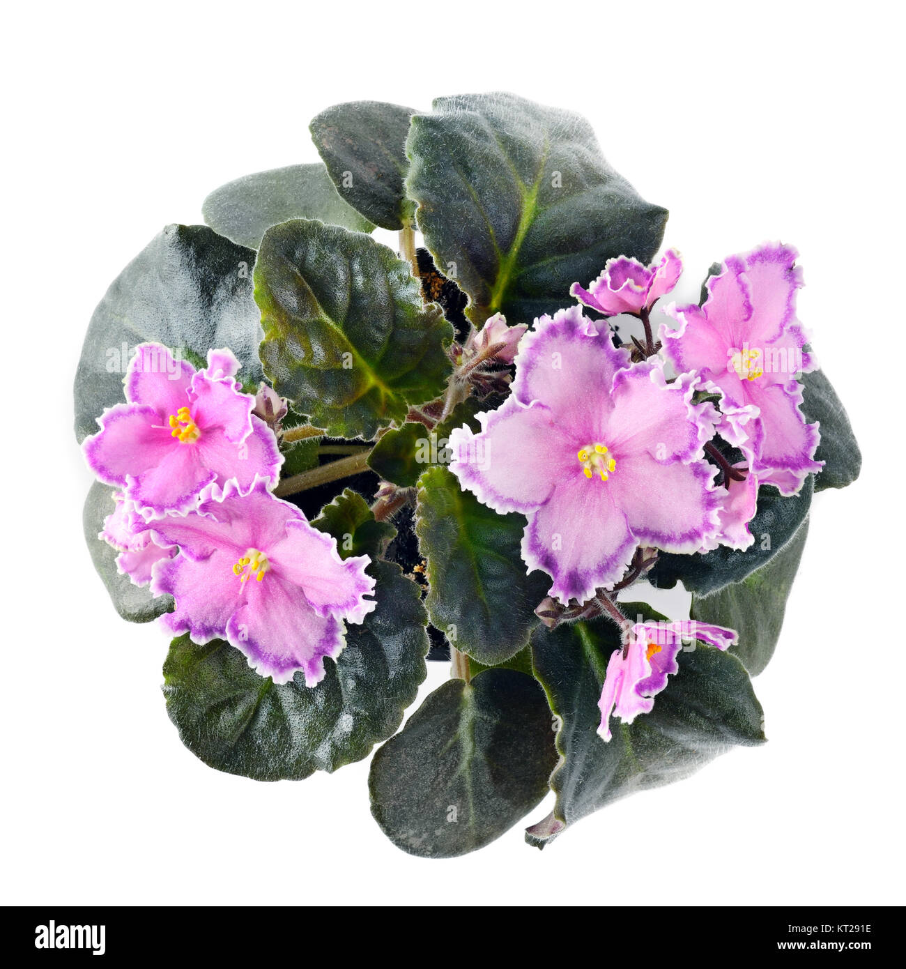 Top view flower pot hi-res stock photography and images - Alamy