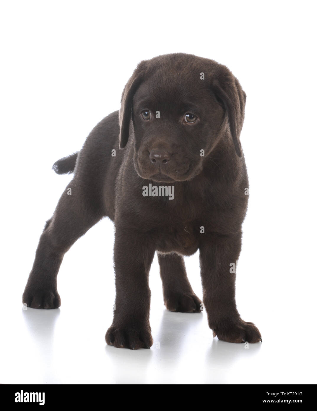 female chocolate labrador retriever puppy standing on white background ...
