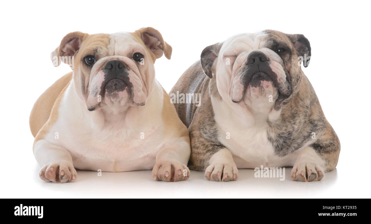 daughter and mother bulldogs laying on white background Stock Photo - Alamy