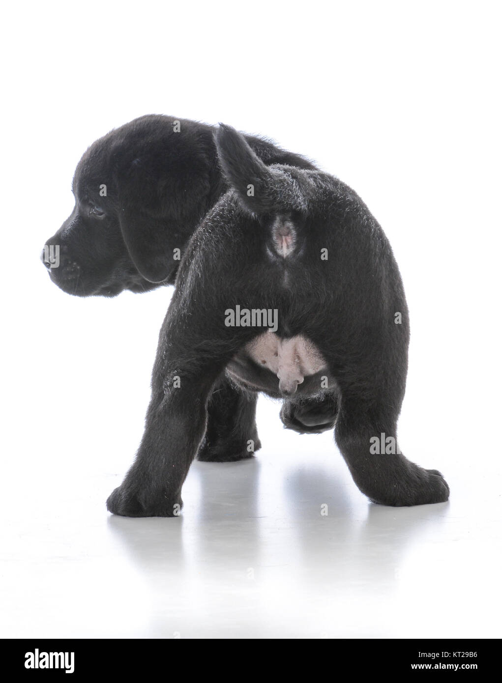 male black labrador retriever puppy bum on white background Stock Photo ...