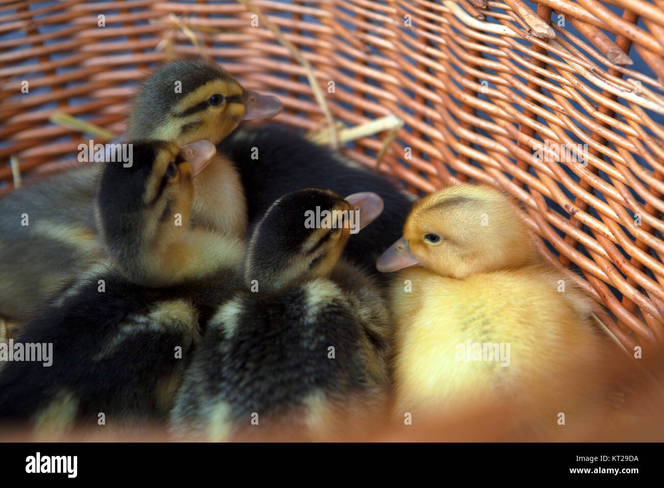 Five newborn ducklings in a basket Stock Photo - Alamy