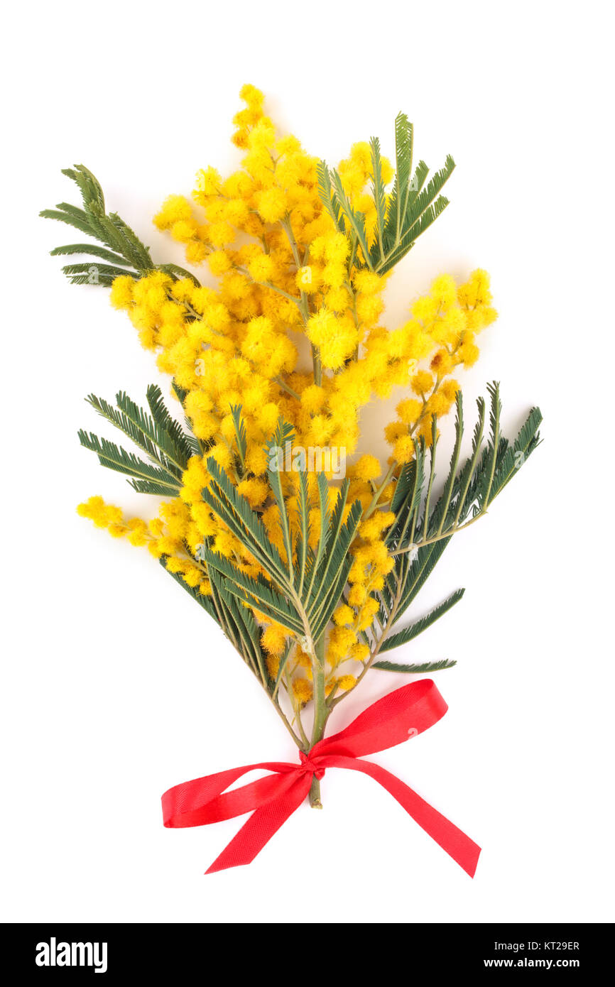 Mimosa plan hi-res stock photography and images - Alamy