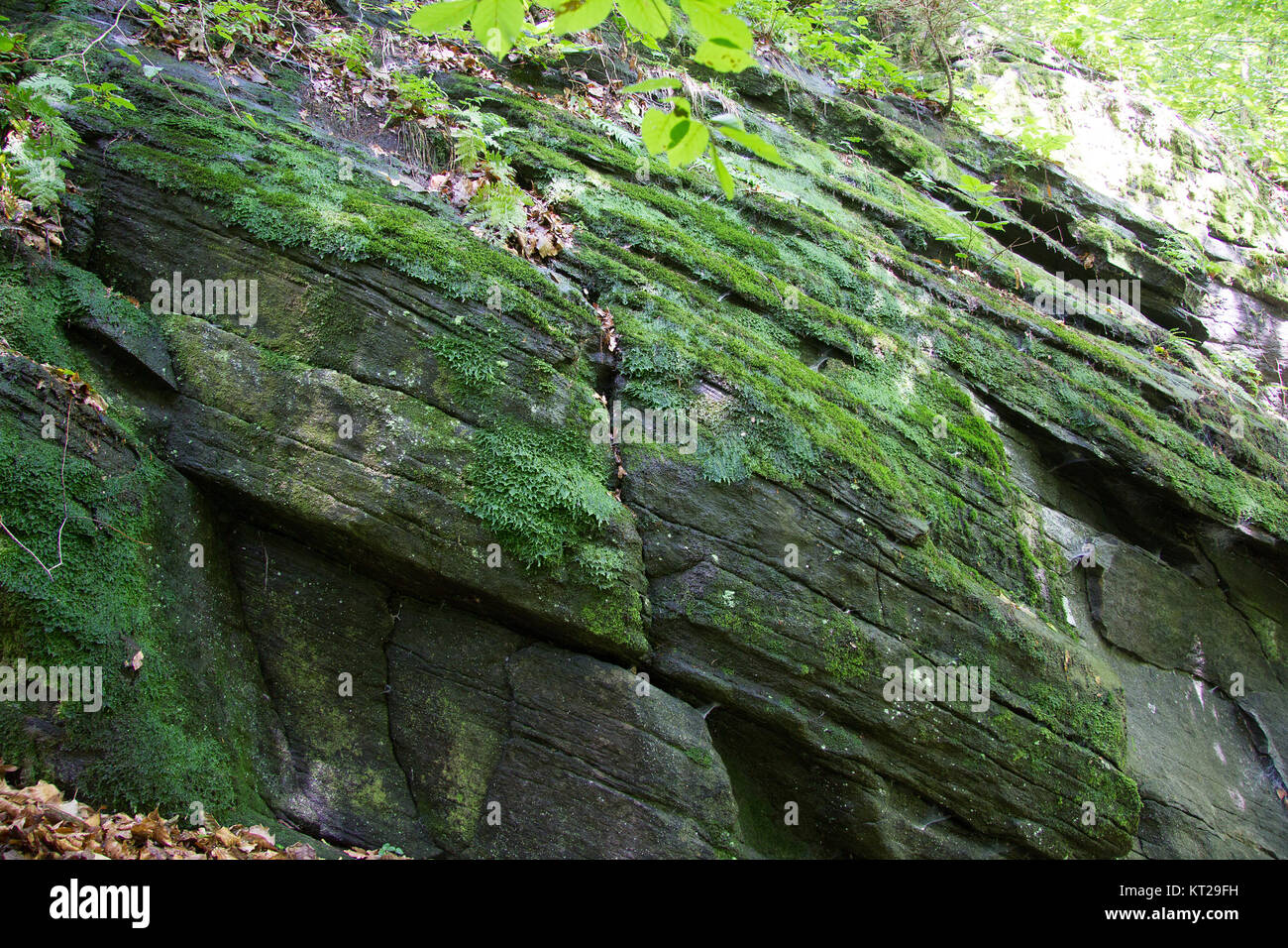 Felsen mit Moos bewachsen in einem Wald in der Steiermark Stock Photo ...