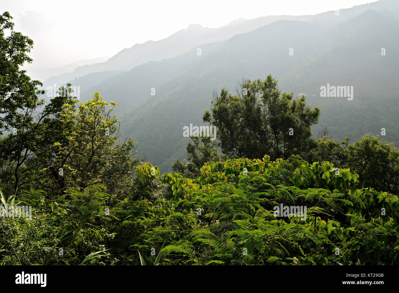 Vietnam forest landscape hi-res stock photography and images - Alamy