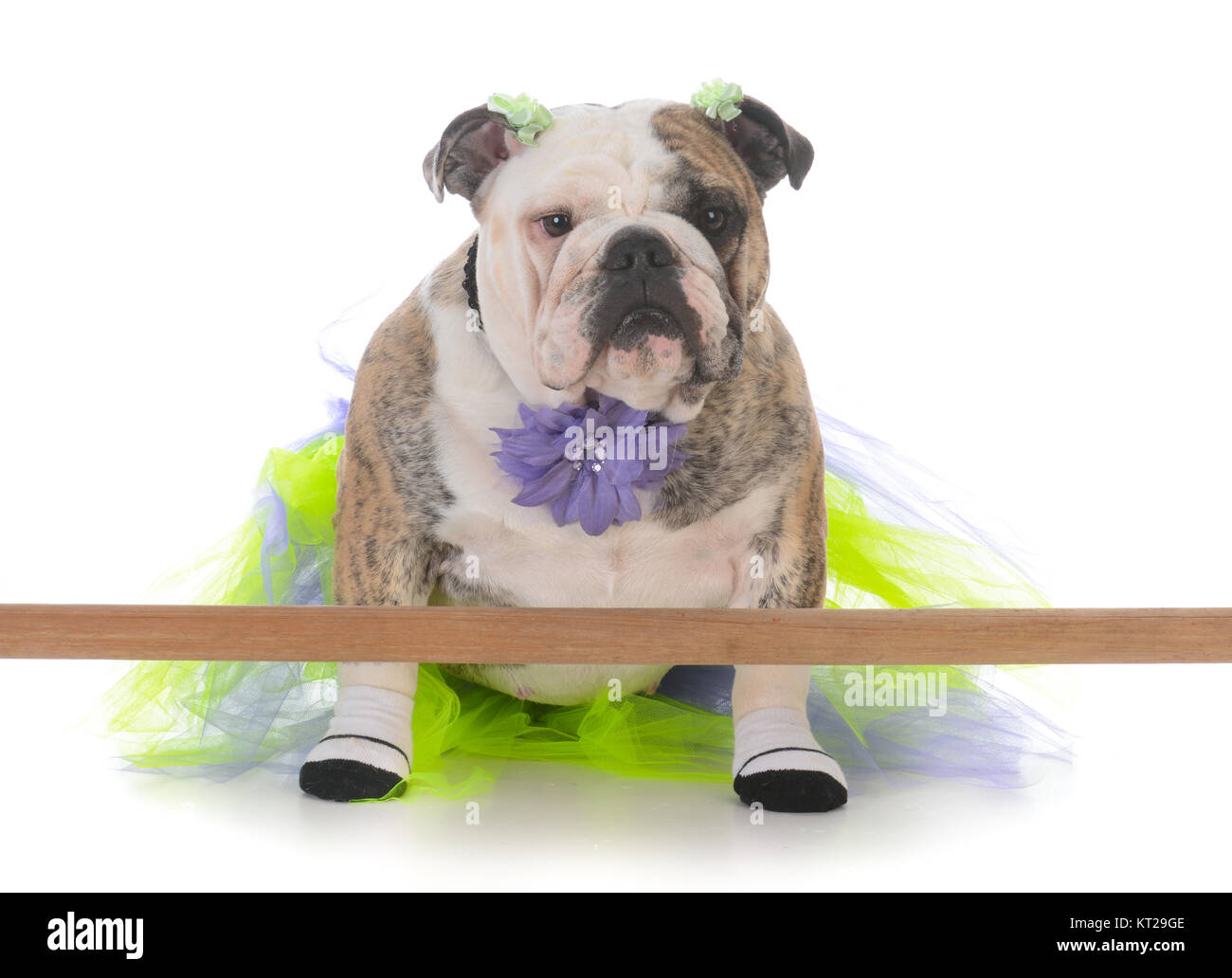 bulldog wearing tutu doing ballet at the barre on white background ...