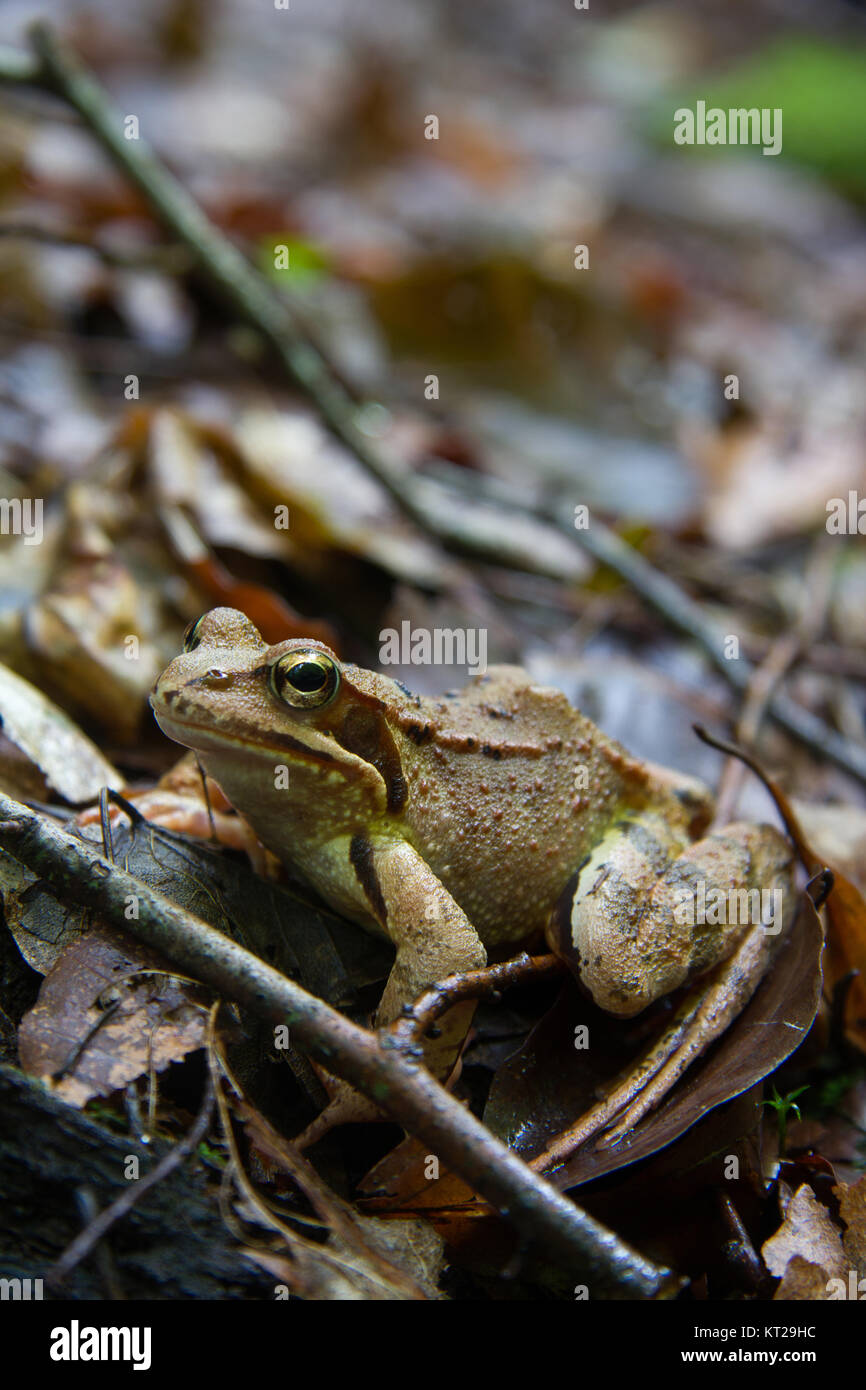 Toad in soil hi-res stock photography and images - Alamy