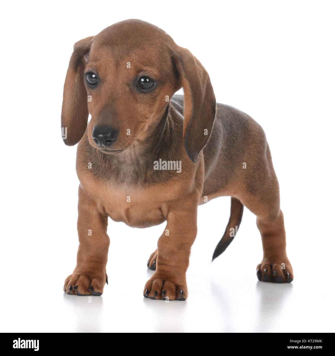adorable female dachshund puppy on white background Stock Photo - Alamy