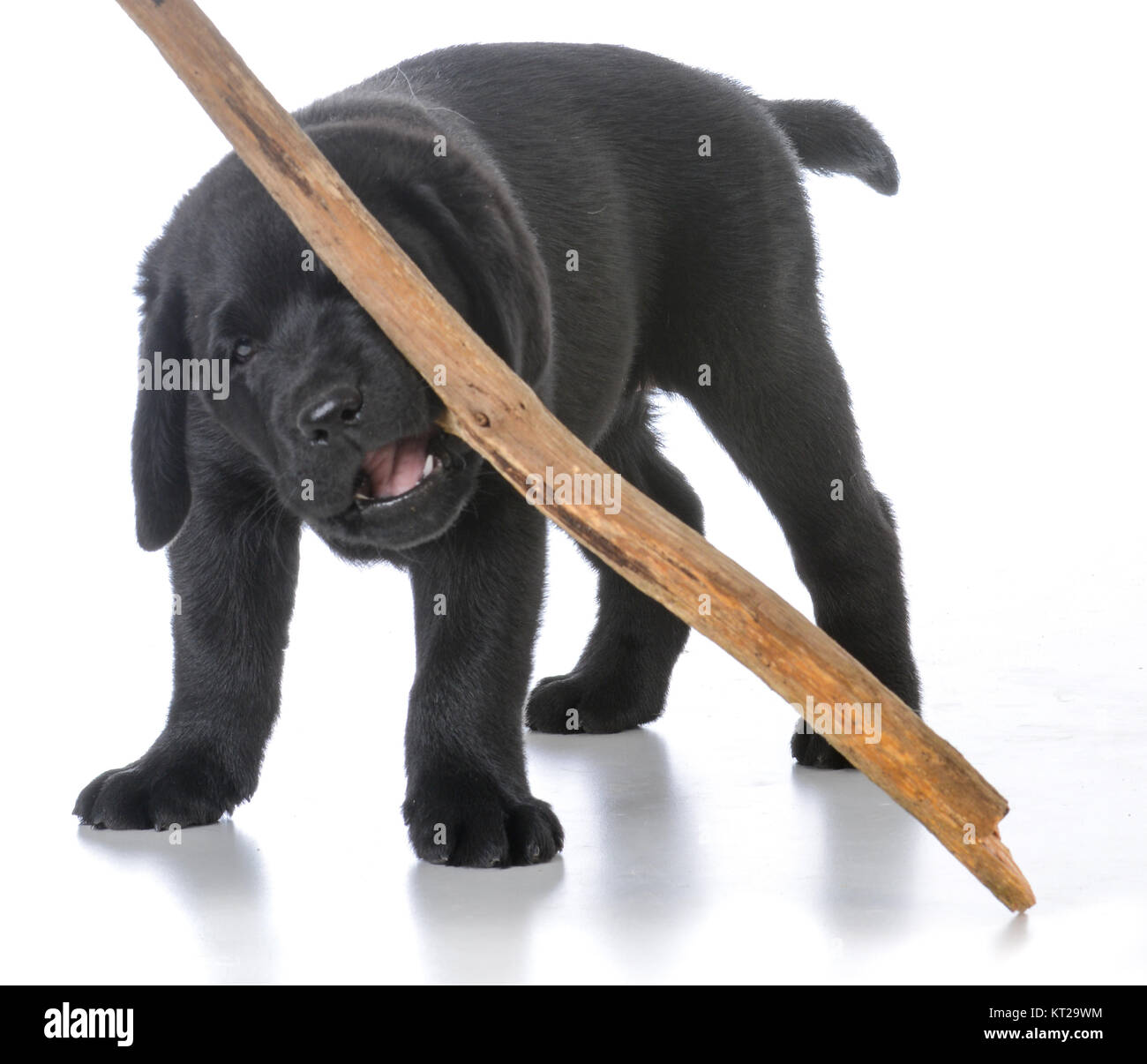 male black labrador retriever puppy with a stick on white background ...