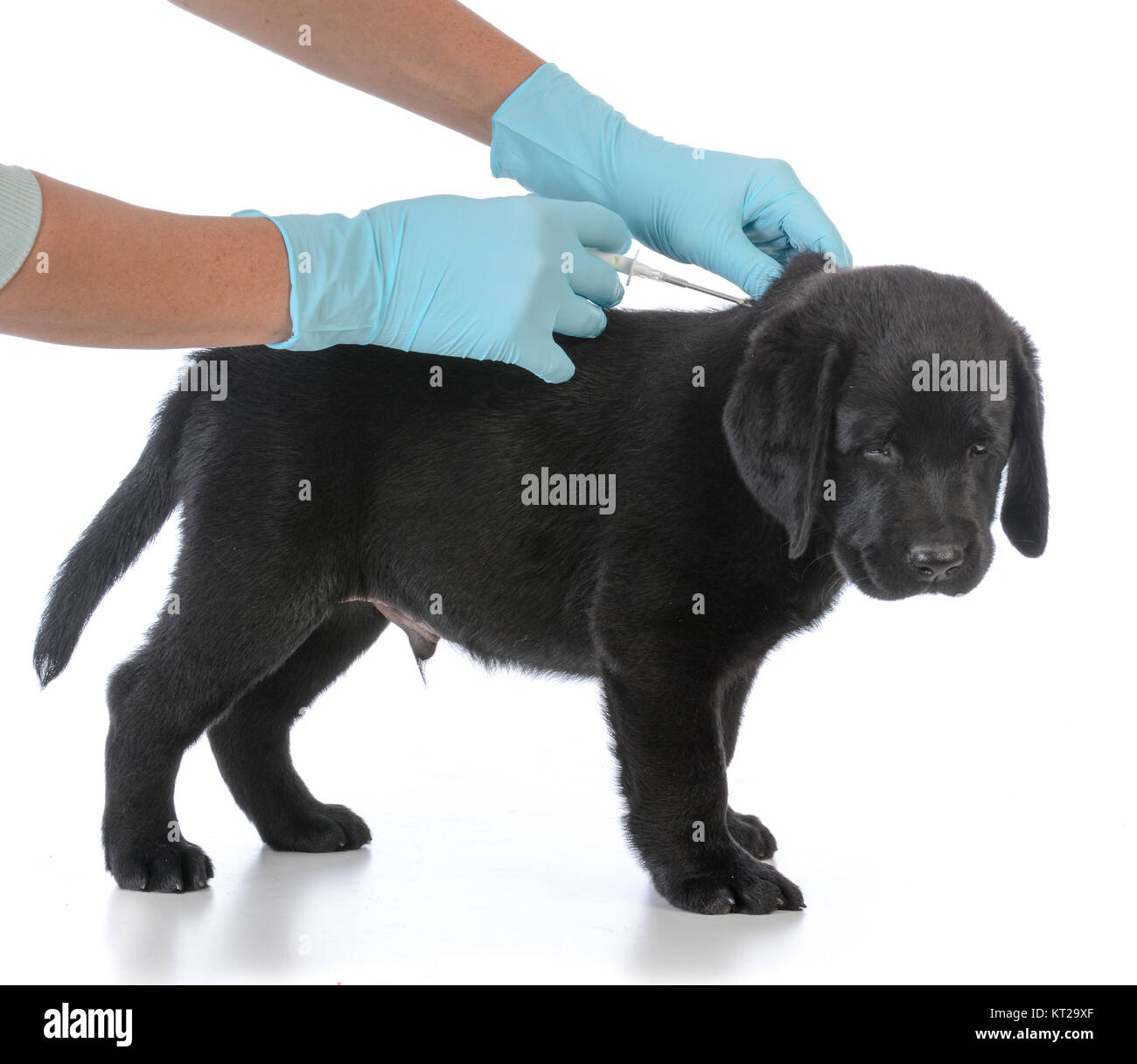 labrador retriever puppy getting microchipped on white background Stock ...