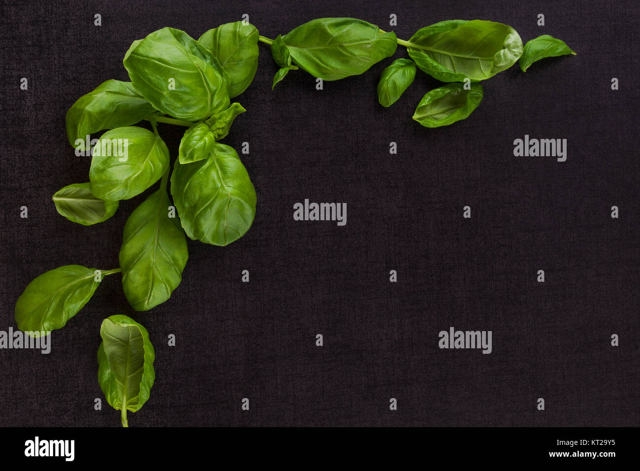 Fresh basil background Stock Photo - Alamy