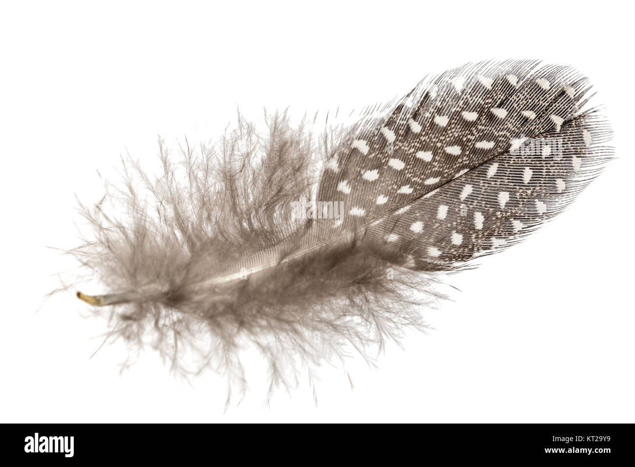 Feather of guinea fowl, isolated on white background Stock Photo - Alamy