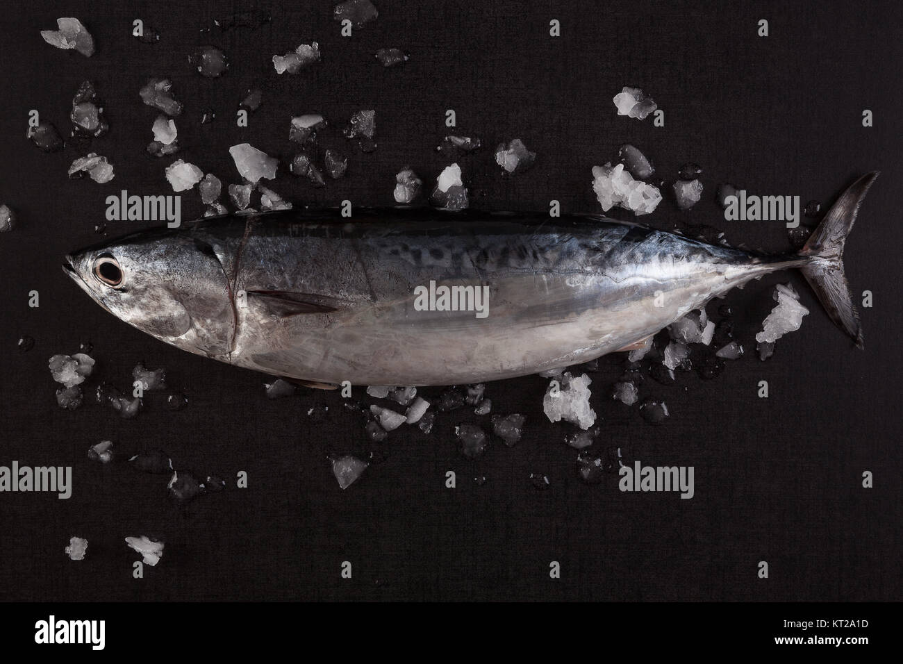 Black skipjack tuna hi-res stock photography and images - Alamy