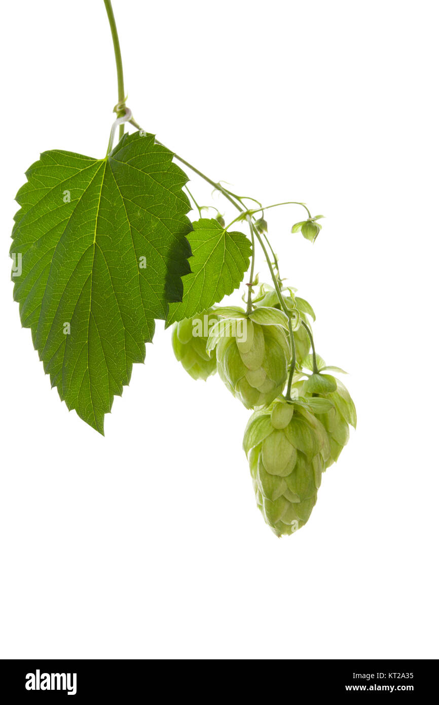 Hop plant isolated Stock Photo - Alamy