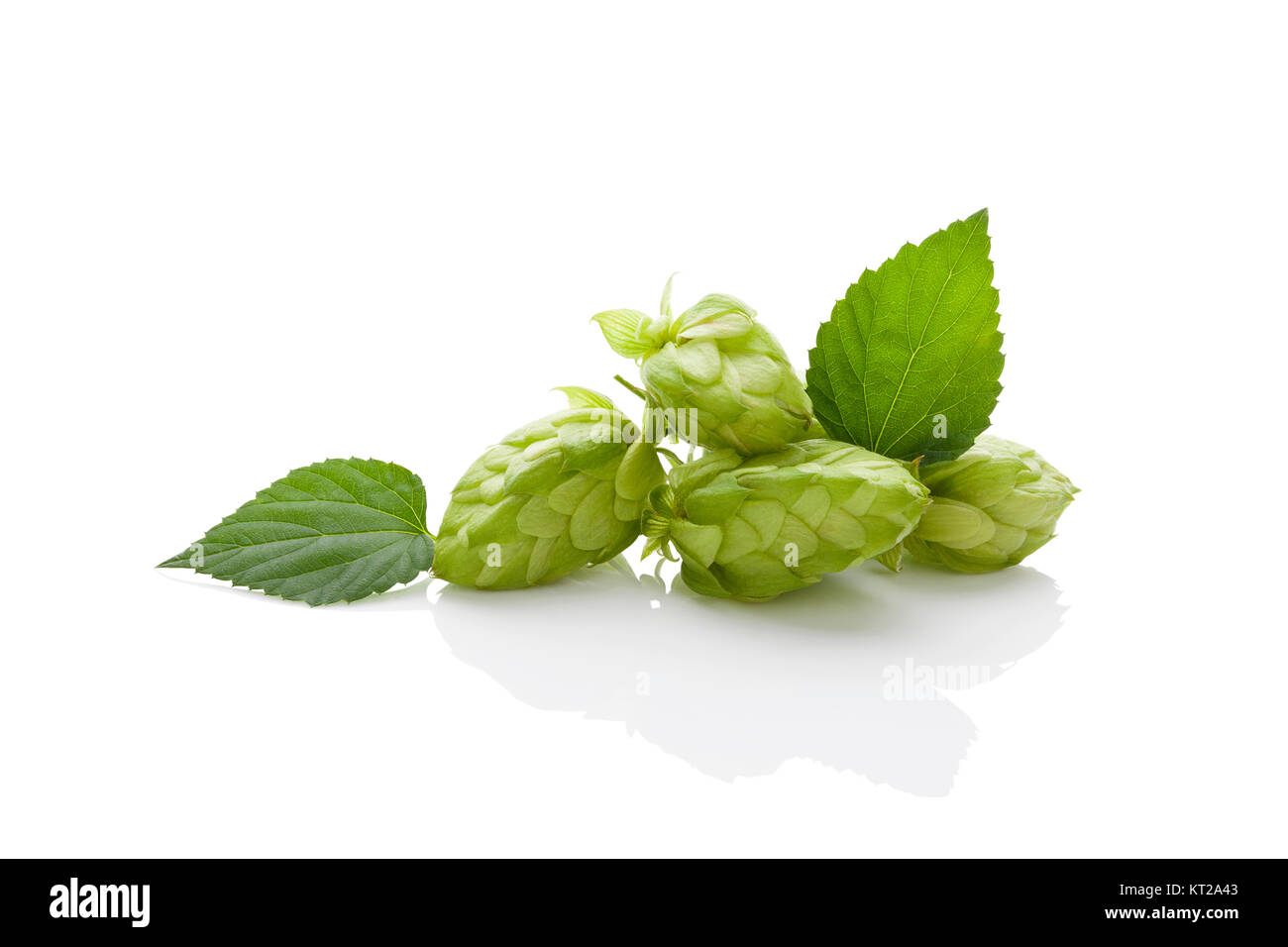 Ripe hops Cut Out Stock Images & Pictures - Alamy