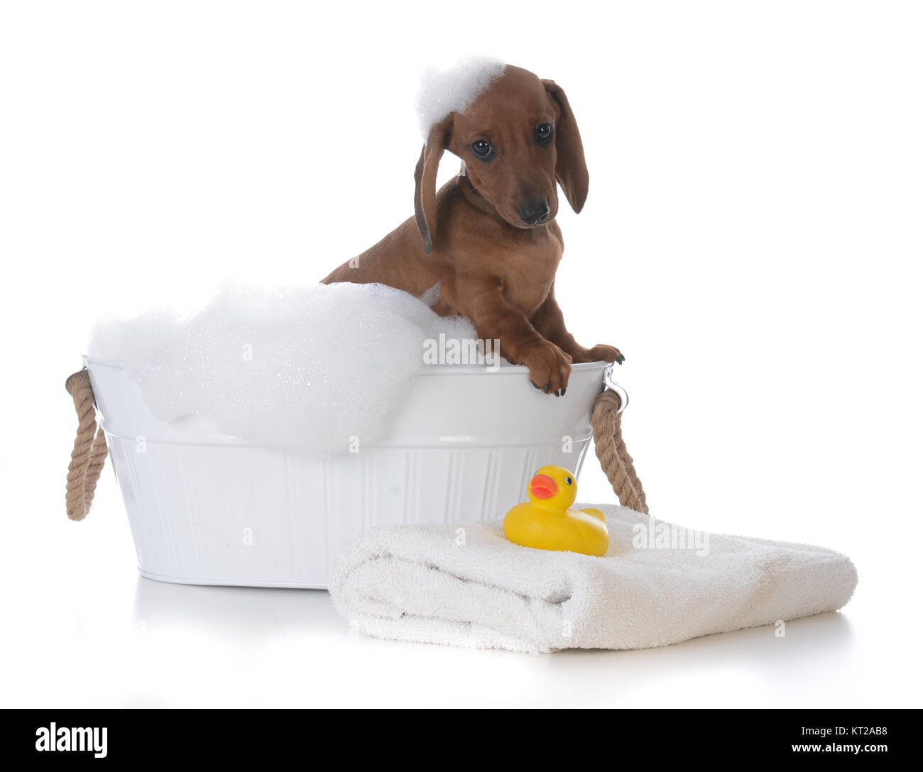 adorable male dachshund puppy getting a bath on white background Stock ...