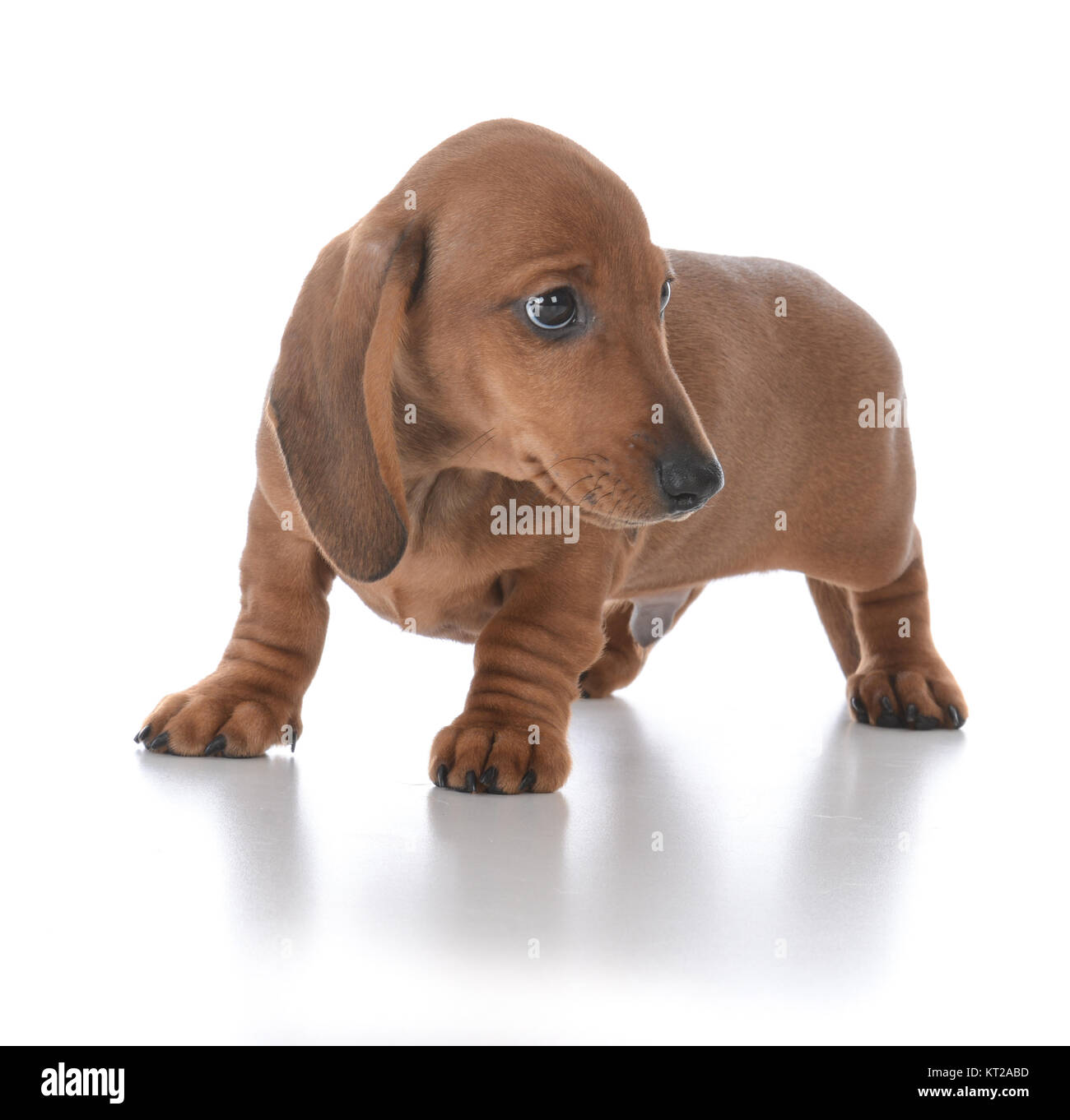 adorable male dachshund puppy on white background Stock Photo - Alamy