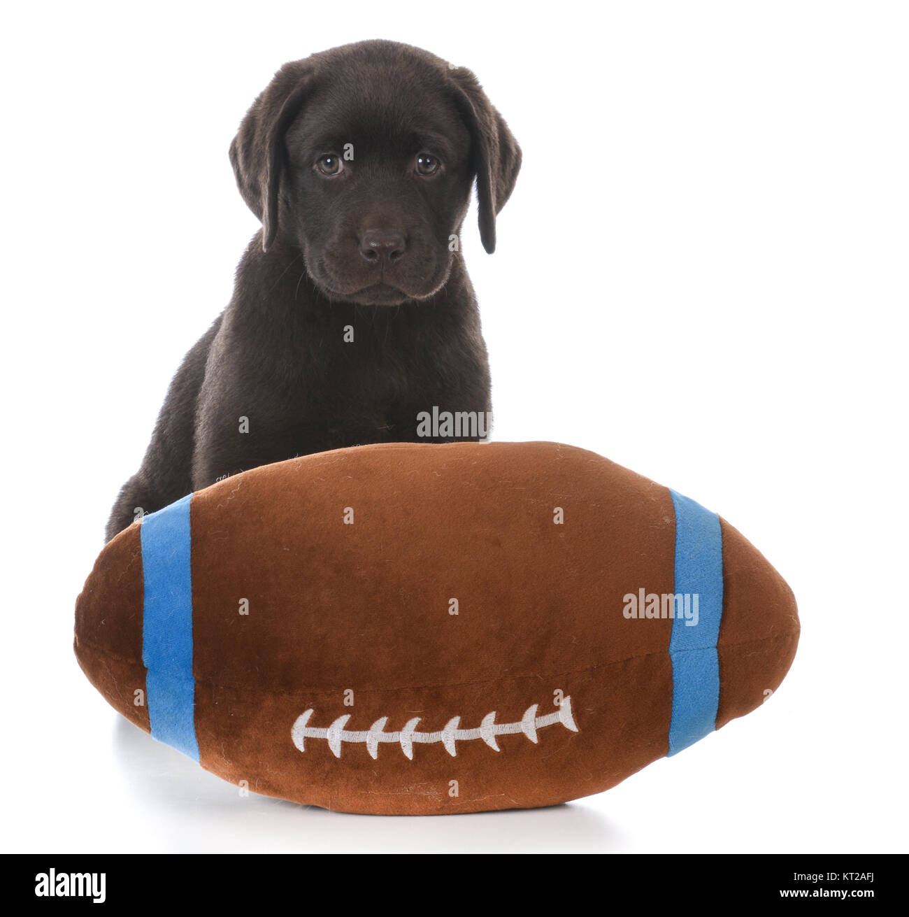 labrador retriever puppy with stuffed football on white background ...