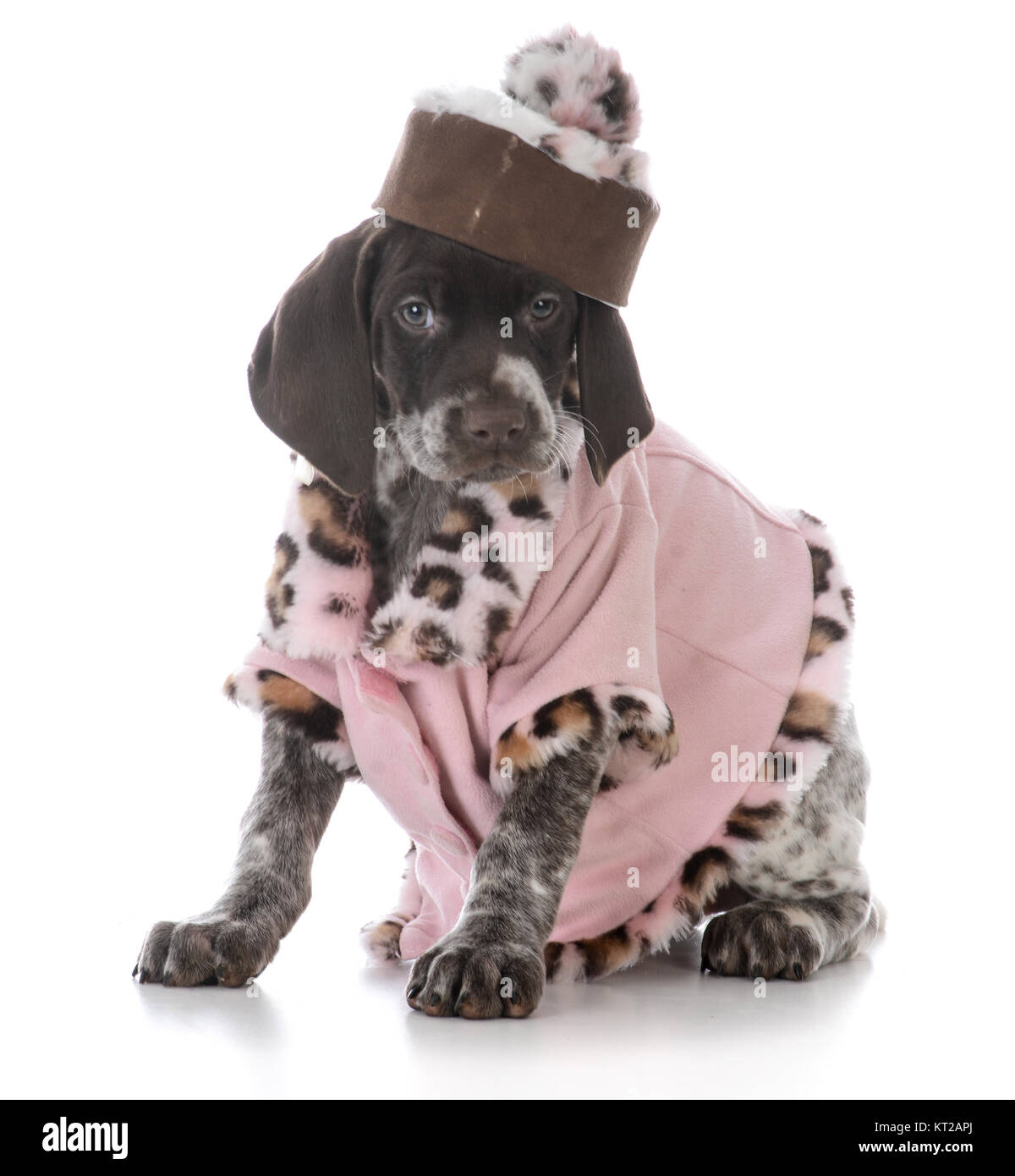 German shorthaired pointer Cut Out Stock Images & Pictures - Alamy