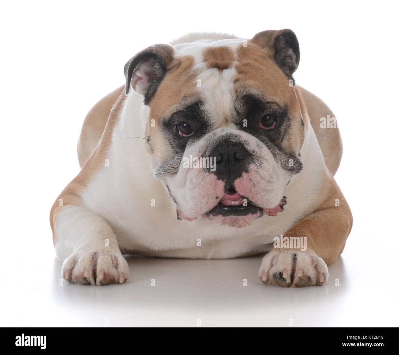 English bulldog female laying down hi-res stock photography and images ...