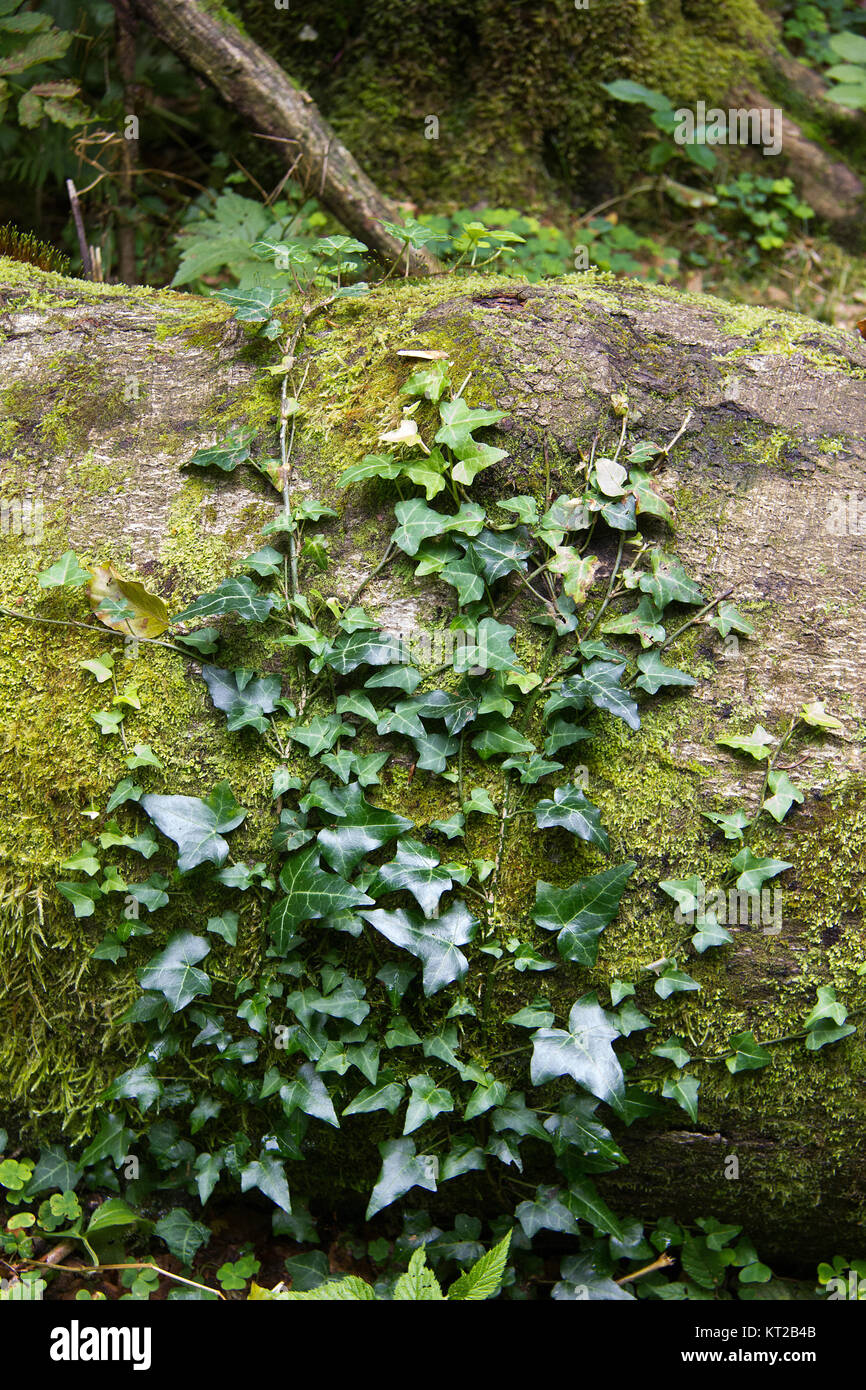 ivy growing on overturned tree in a forest nature reserve in styria in ...