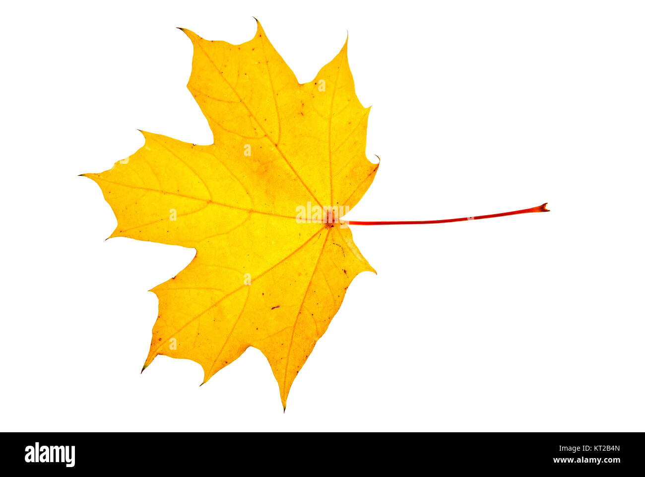 Close up of a maple leaf isolated on white background by lighting from ...