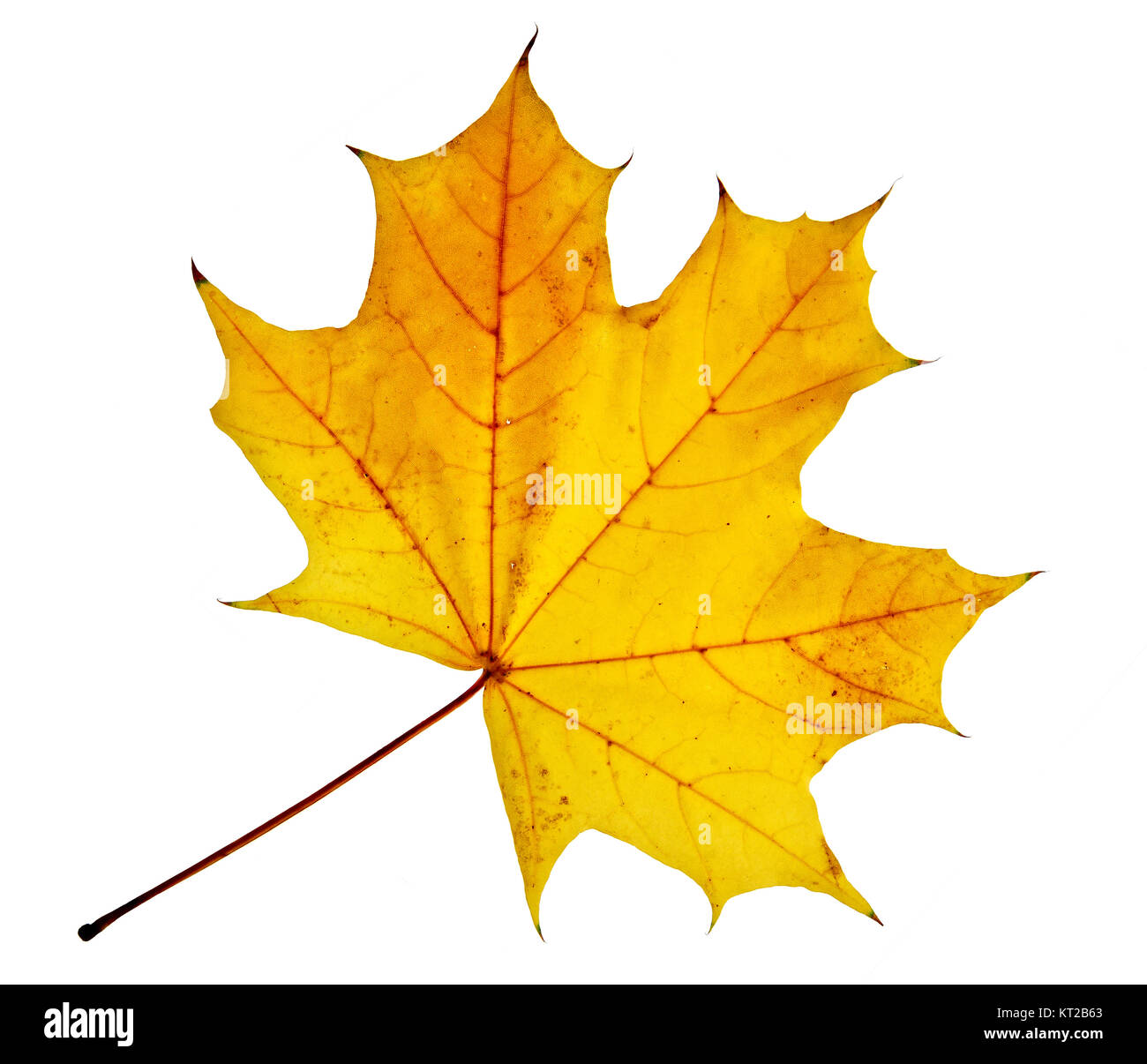 Close up of a maple leaf isolated on white background by lighting from ...
