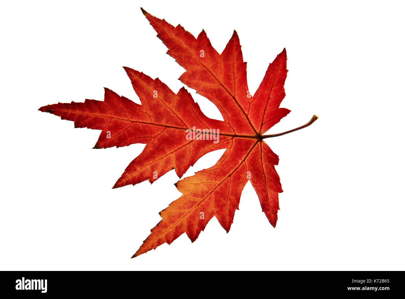 Close up of a maple leaf isolated on white background by lighting from ...