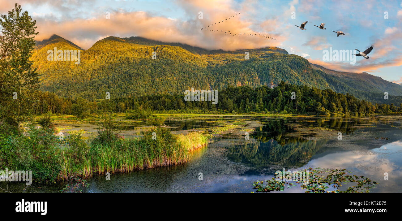Panorama format photo of Cheam Lake Wetlands Regional Park with the ...