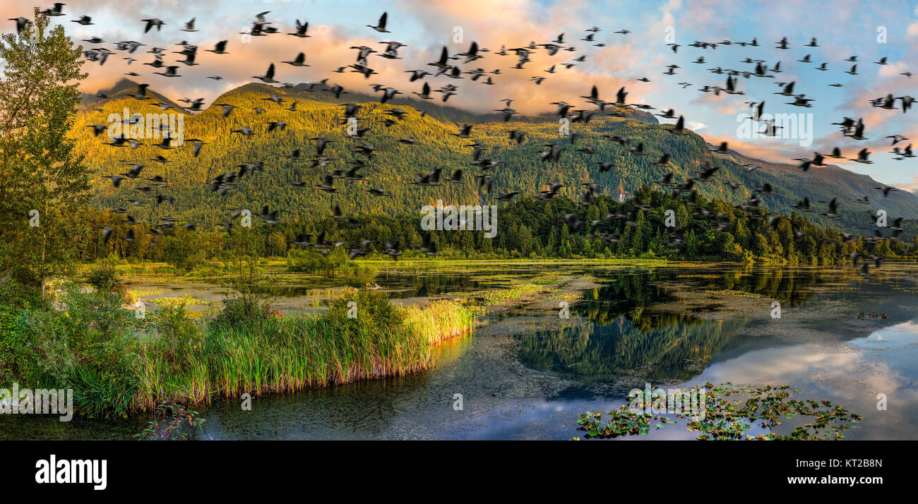 Panorama format photo of Cheam Lake Wetlands Regional Park with the ...