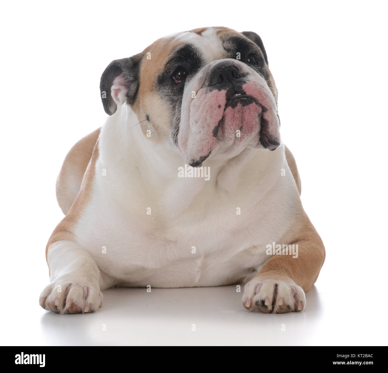 English bulldog female laying down hi-res stock photography and images ...