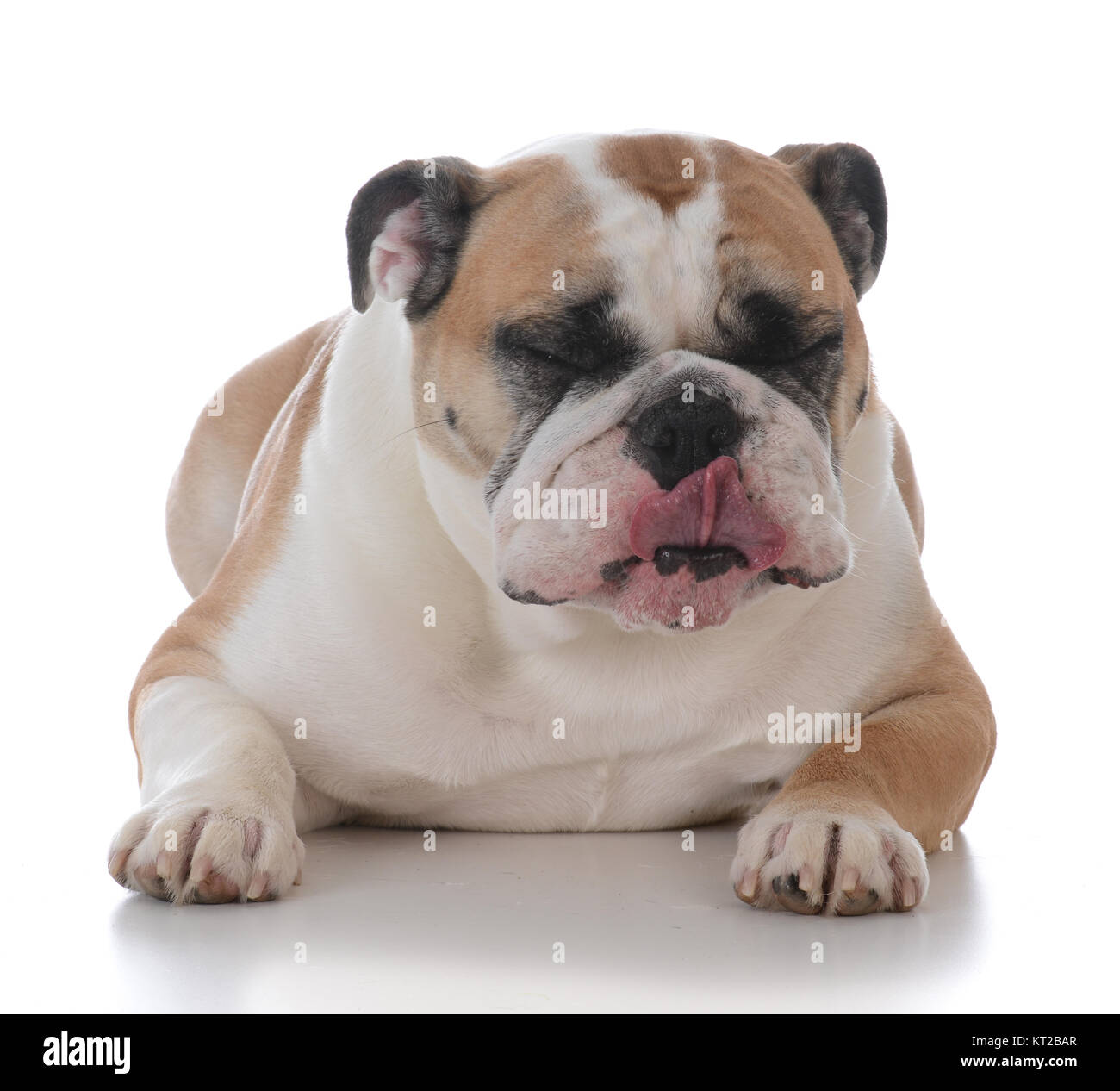 female english bulldog laying down on white background Stock Photo - Alamy