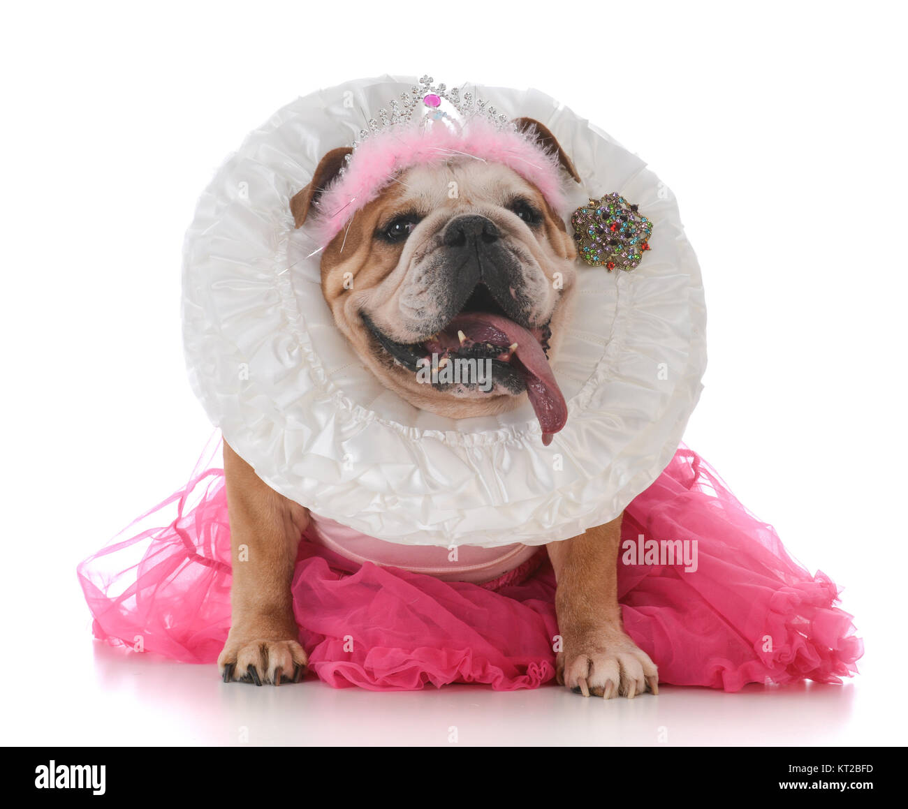 senior female bulldog dressed like a queen on white background Stock ...