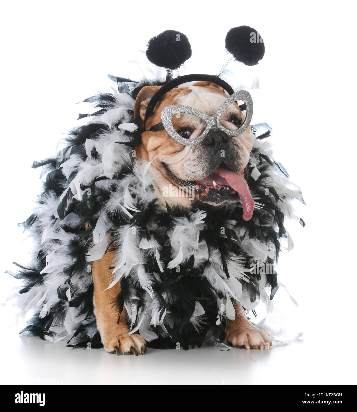 senior female bulldog dressed like a bird on white background Stock ...