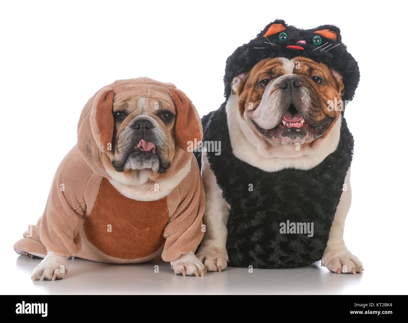 two dogs in cat and dog costumes on white background Stock Photo - Alamy