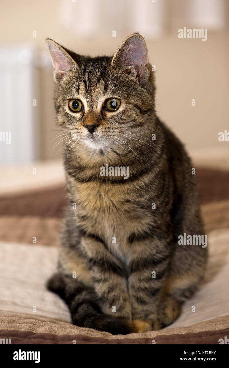 Tabby cat sitting on bed Stock Photo - Alamy
